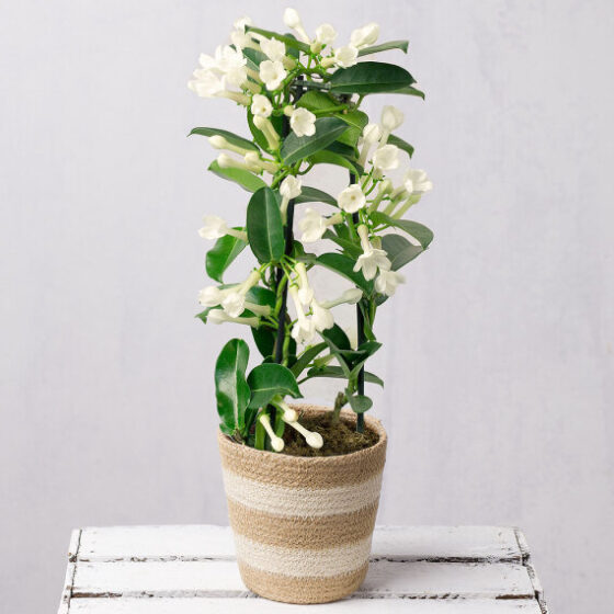 White Stephanotis in Jute Pot - Cheap Flowers by Post UK